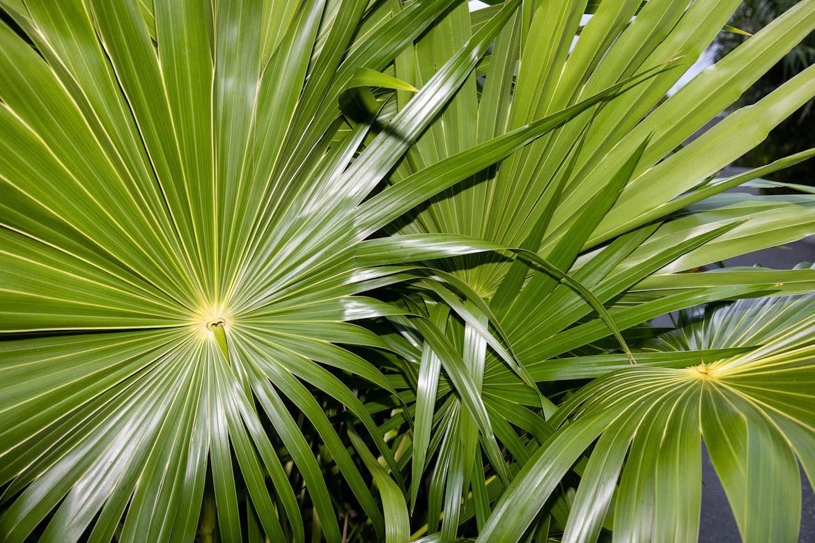 Palm – Gardenia Hub