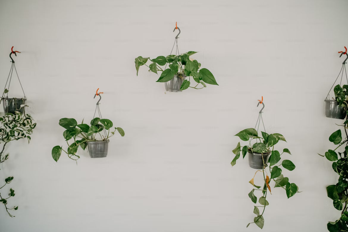 Creeper – Gardenia Hub