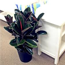 Ficus Black – Gardenia Hub