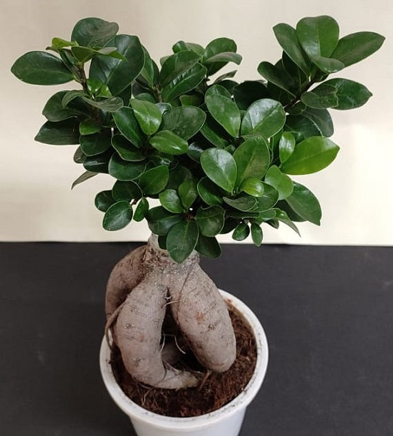 Ficus Retusa – Gardenia Hub