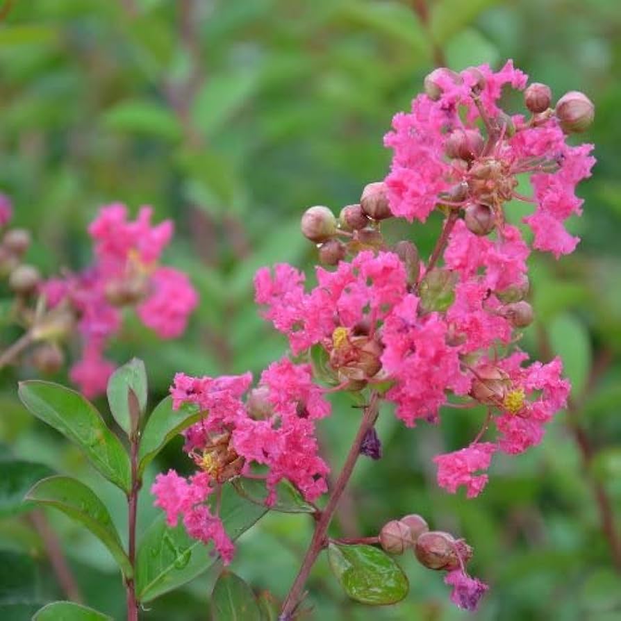 Lagerstroemia rosea (Pink color Lagerstroemia گلابی لیگرسٹریمیا ...